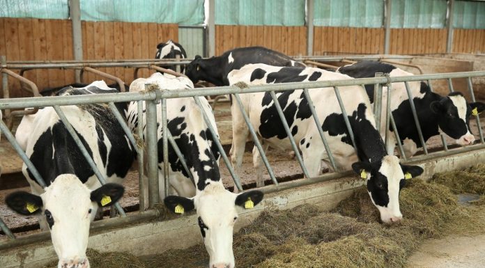 Podrška u dostizanju standarda dobrobiti životinja na farmama | Standard