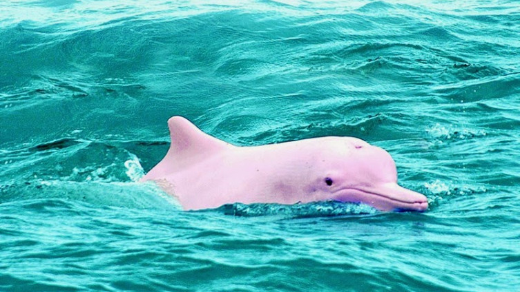 TAJLAND: Ribari snimili ružičaste delfine