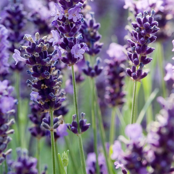 Lavanda donosi mir i blagostanje