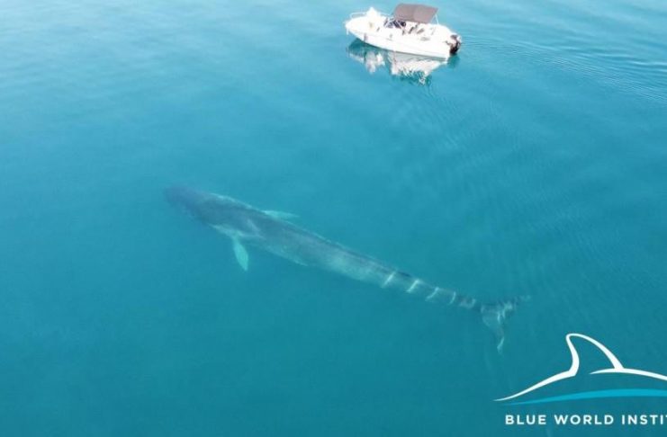 (VIDEO) U Jadranskom moru snimljen još jedan veliki kit: U nekoliko navrata je plivao uz naš ...