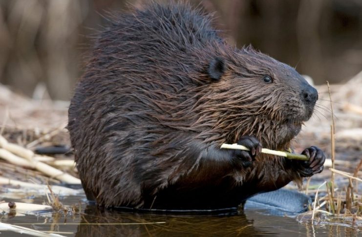 Kanada: Dabrovi pregrizli kablove i ugasili internet u jednom gradu ...