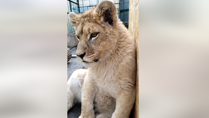 Dozvolu za transport lava Simbe očekuju do kraja maja, evo kako sada ...