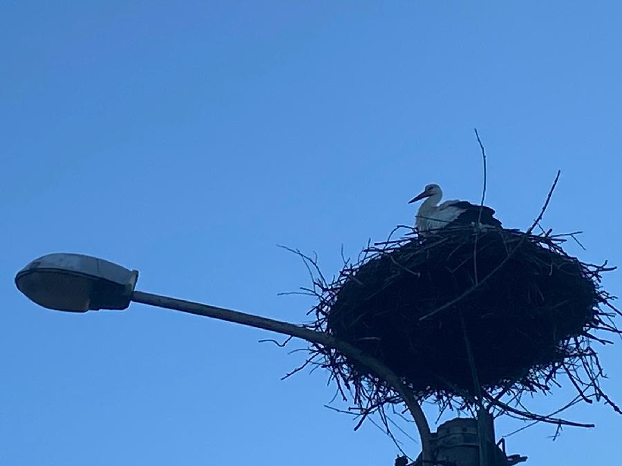 Berane: Prva roda stigla u Polimsku ulicu