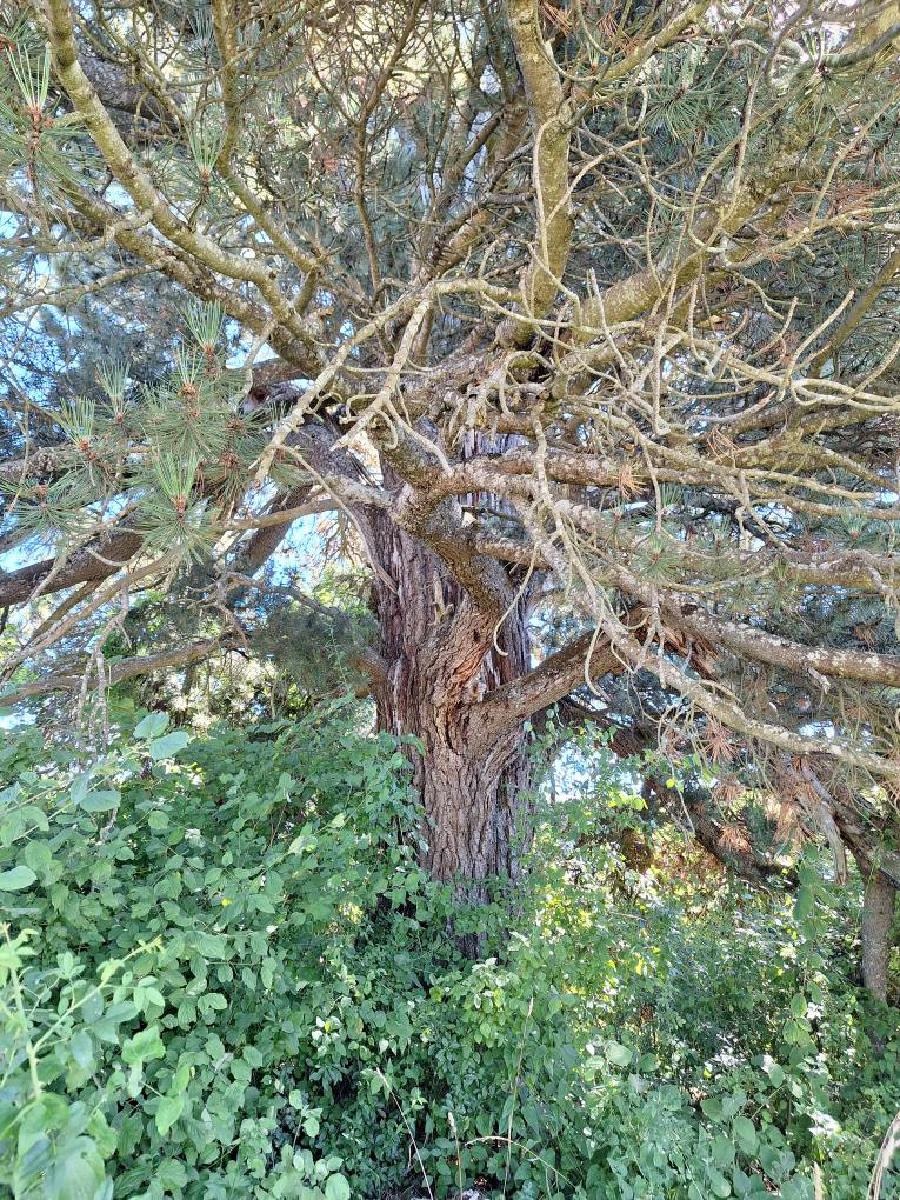 PLJEVALJSKO SELO MATARUGE: Do munike stare šest i po vjekova nemoguće prići