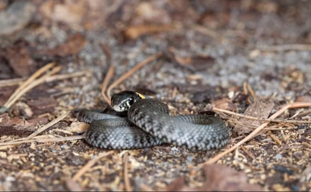 Šta treba da uradite kad naiđete na zmiju