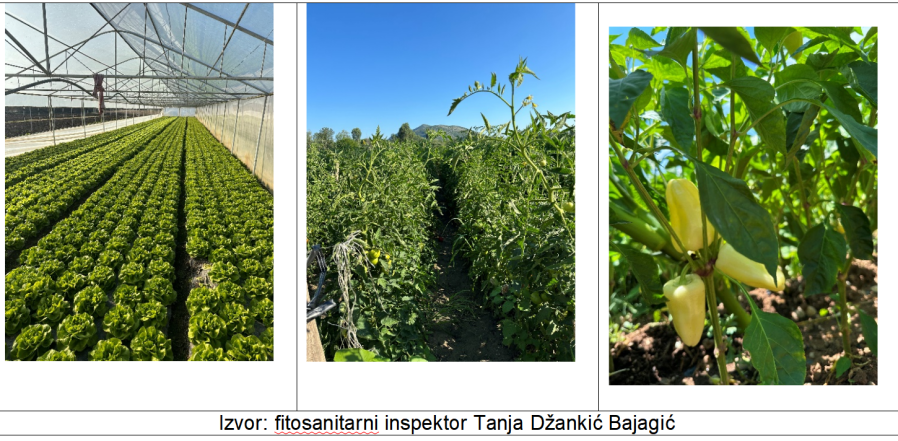 Kakvo voće i povrće jedemo: Nekontorlisano nanosili pesticide, a mašine ...