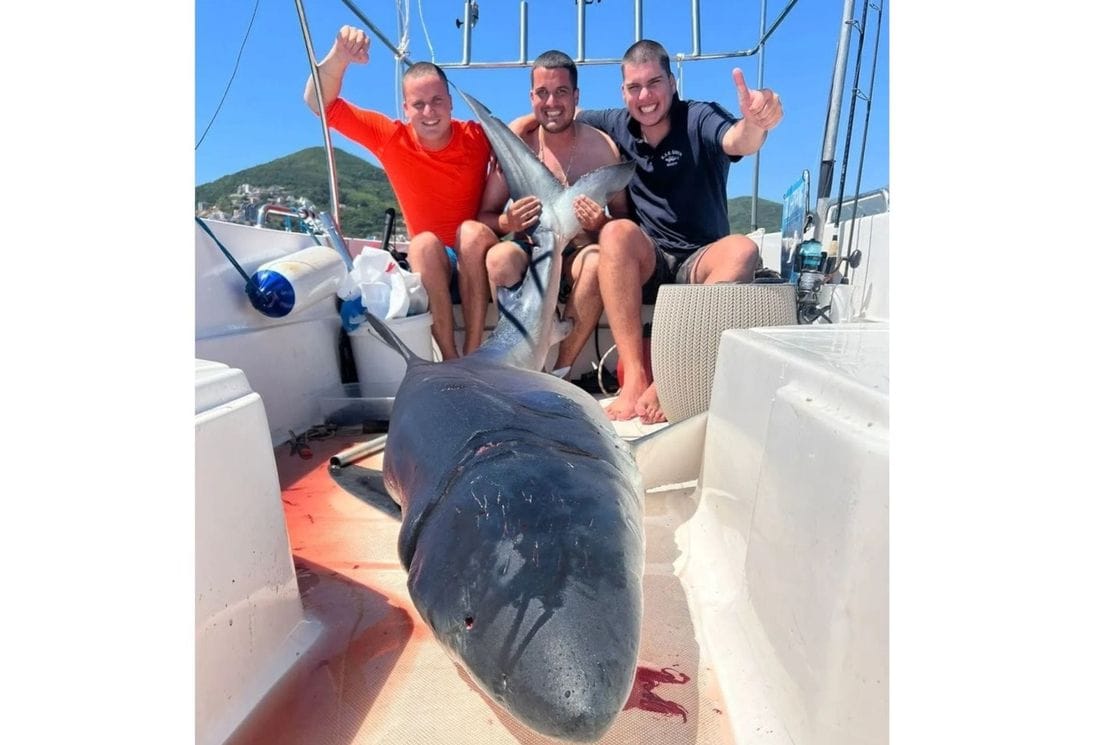 Kod Budve ulovljena plava ajkula teška skoro 200 kilograma