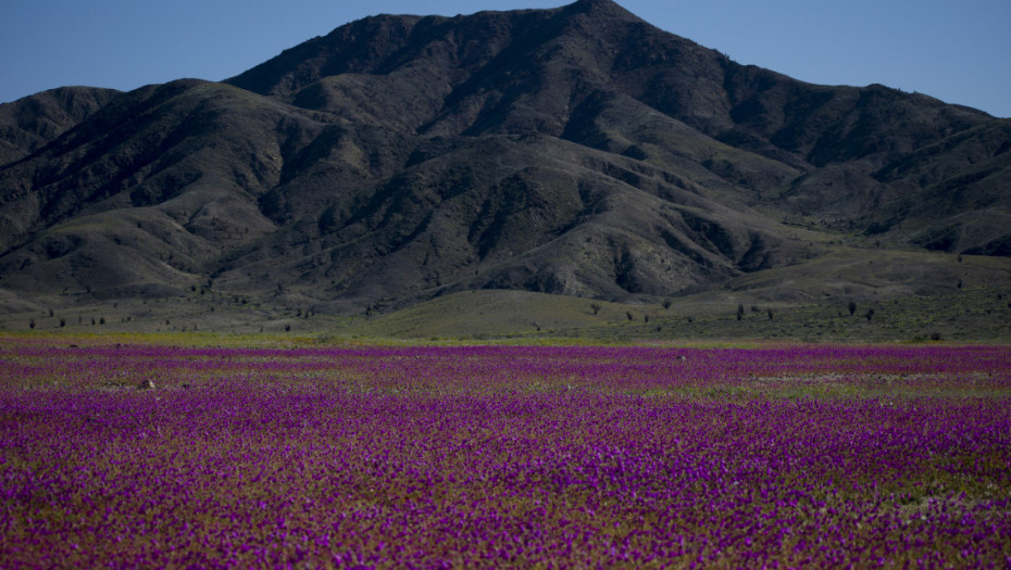 (VIDEO) Procvjetala pustinja Atakama: Rijedak i nestvaran prizor u Čileu
