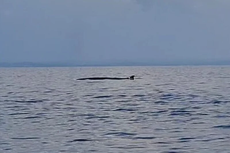 (VIDEO) U Istri snimljeni kitovi čija težina može biti i do 100 tona