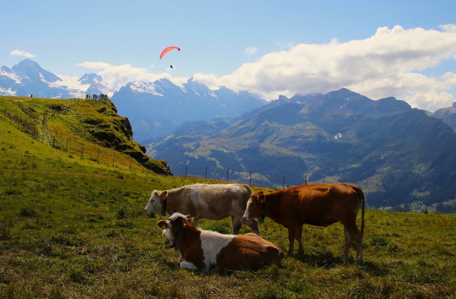 Hitno obezbijediti lokacije za zbrinjavanje zaraženih životinja od ”Q ...