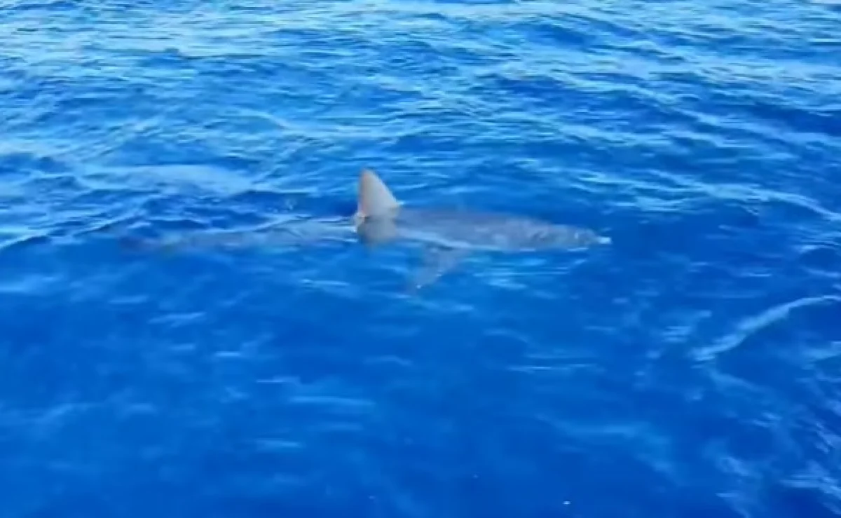 Džinovska ajkula snimljena u Jadranskom moru