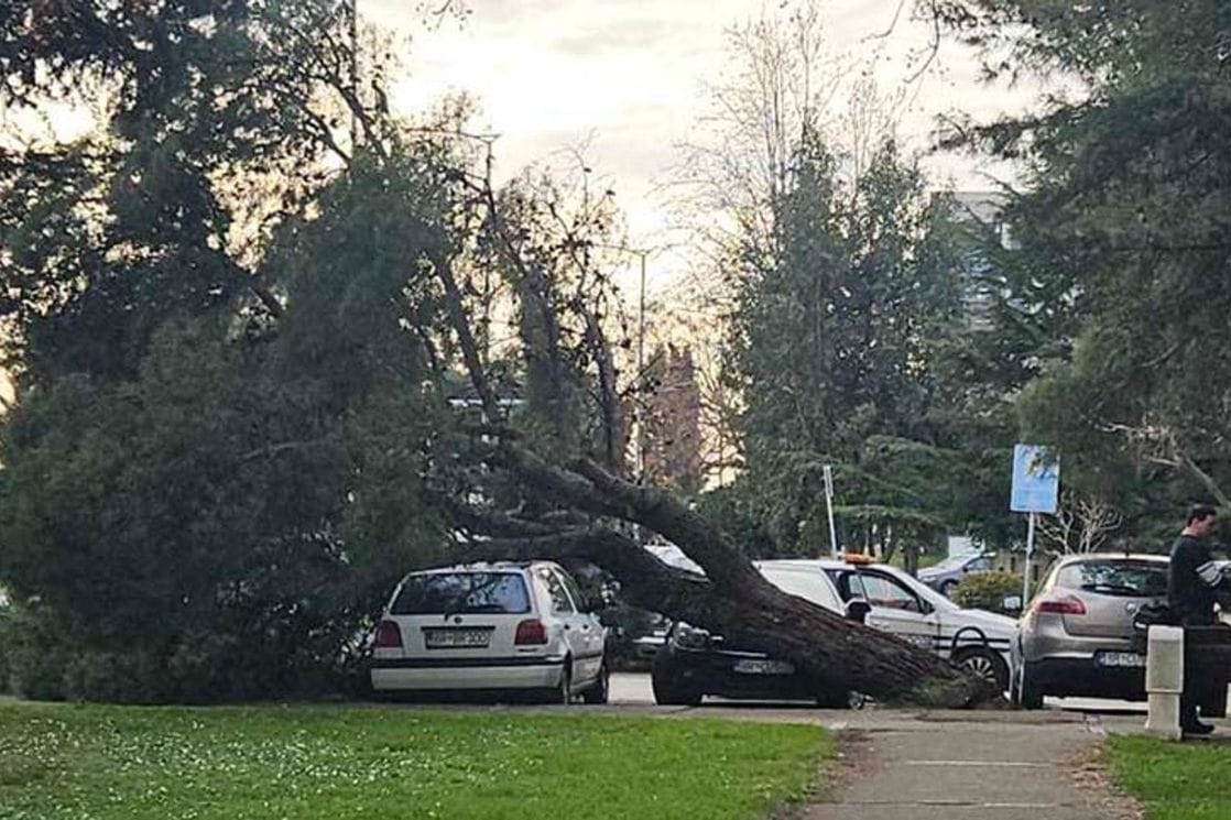Bar: Drvo palo na auta, nastala materijalna šteta