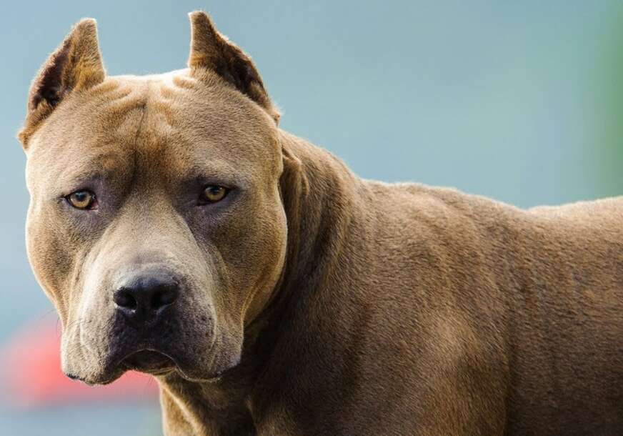 Porodični pitbul nasmrt izujedao devetomjesečnu bebu